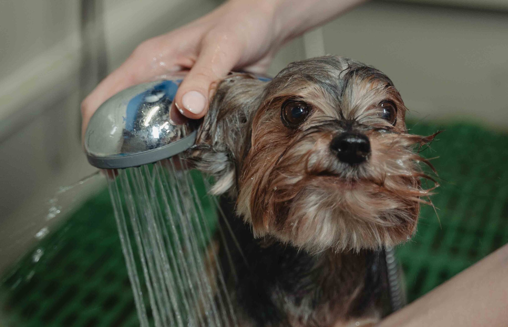 Los mejores consejos para bañar a su perro o gato en casa